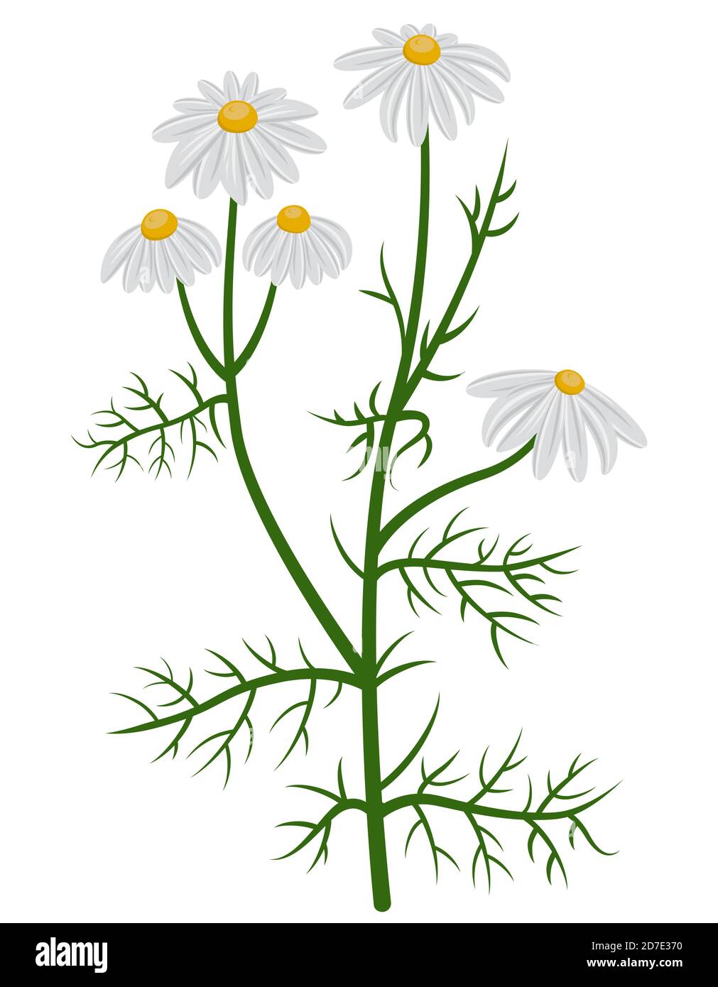 Beautiful chamomile bush. Daisies in cartoon style isolated on white ...