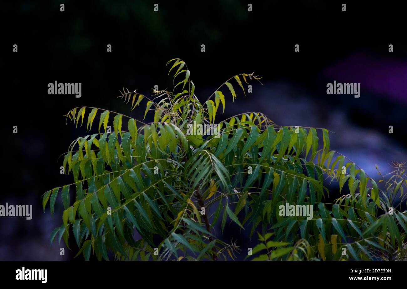 Neem Tree. Azadirachta indica, commonly known as neem, nimtree or ...