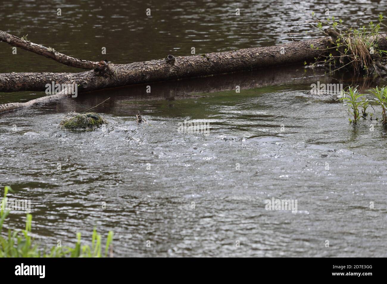 Old wood tree stuck in a small river near forest. Photo taken in Europe ...
