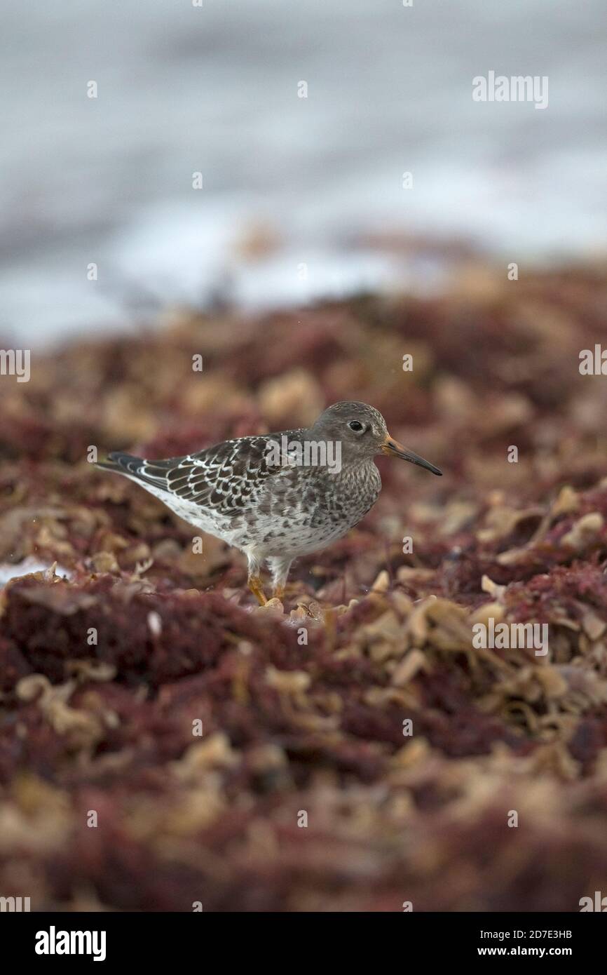 Purple Sandpiper (Calidris maritima Stock Photo - Alamy