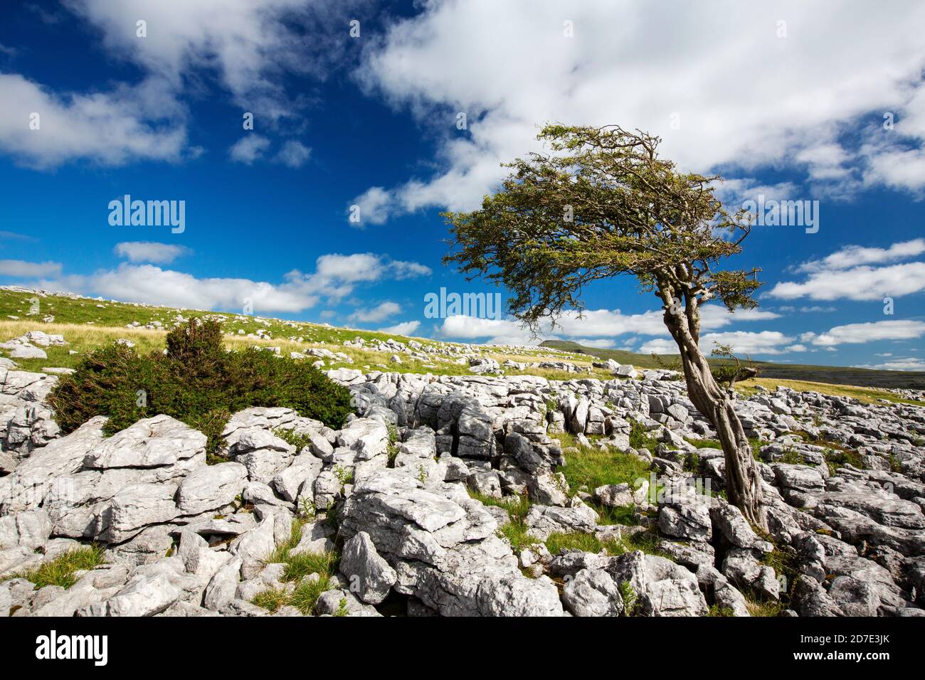 Wind blown hawthorn tree hi-res stock photography and images - Alamy