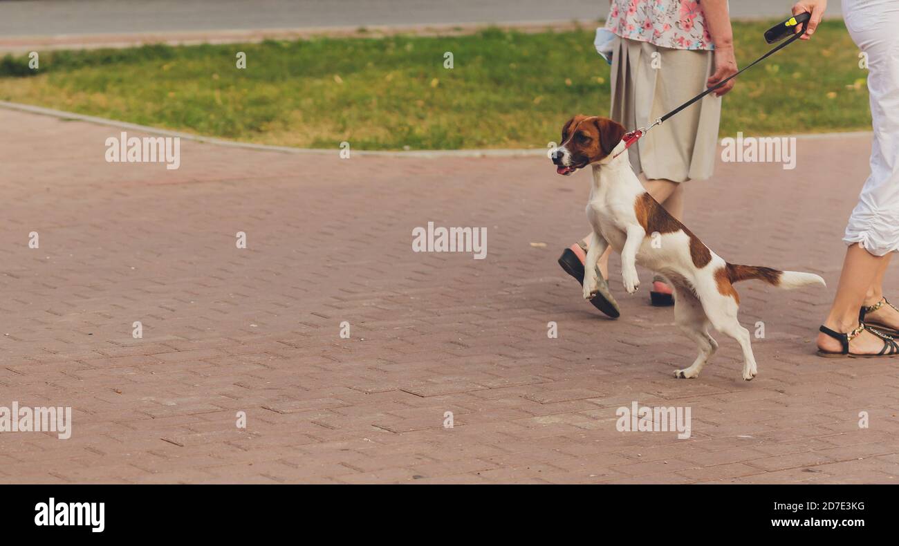 Aggressive barking dog tied with leash to tree Stock Photo - Alamy