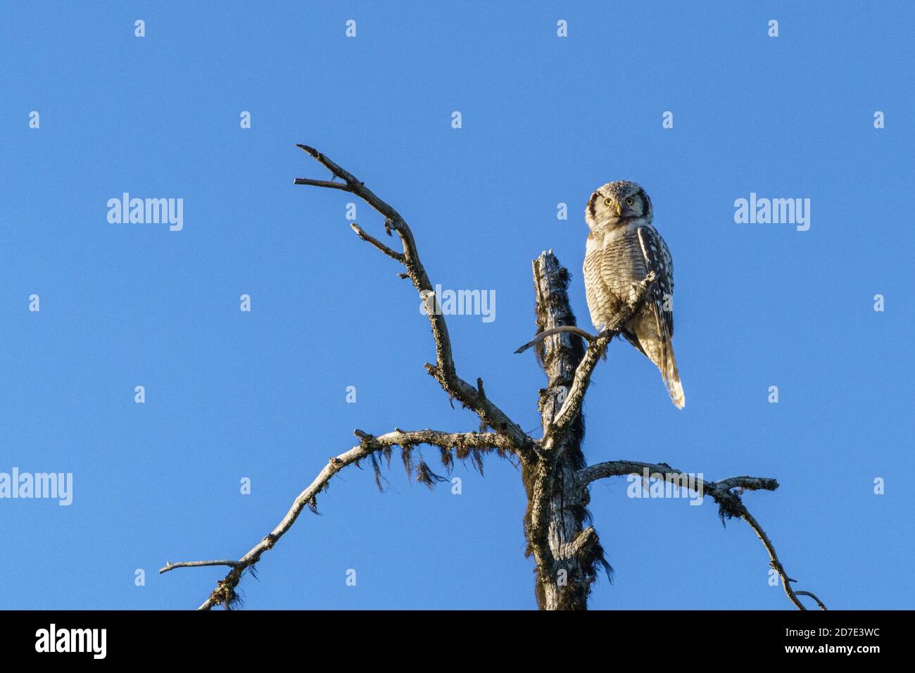 Northern Hawk-Owl, Surnia ulula, sitting in top of an old tree, Swedish ...