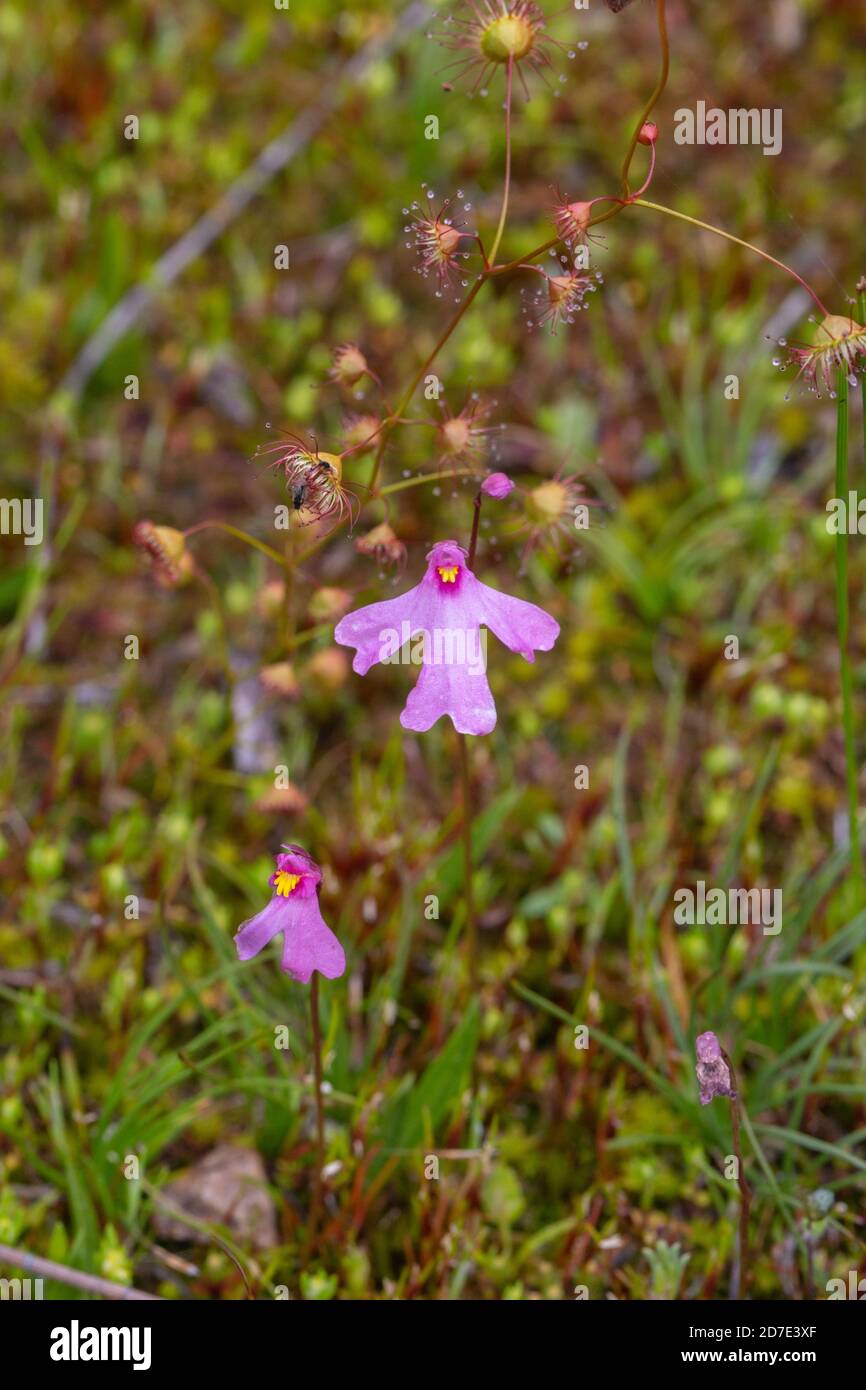 Utricularia multifida hi-res stock photography and images - Alamy