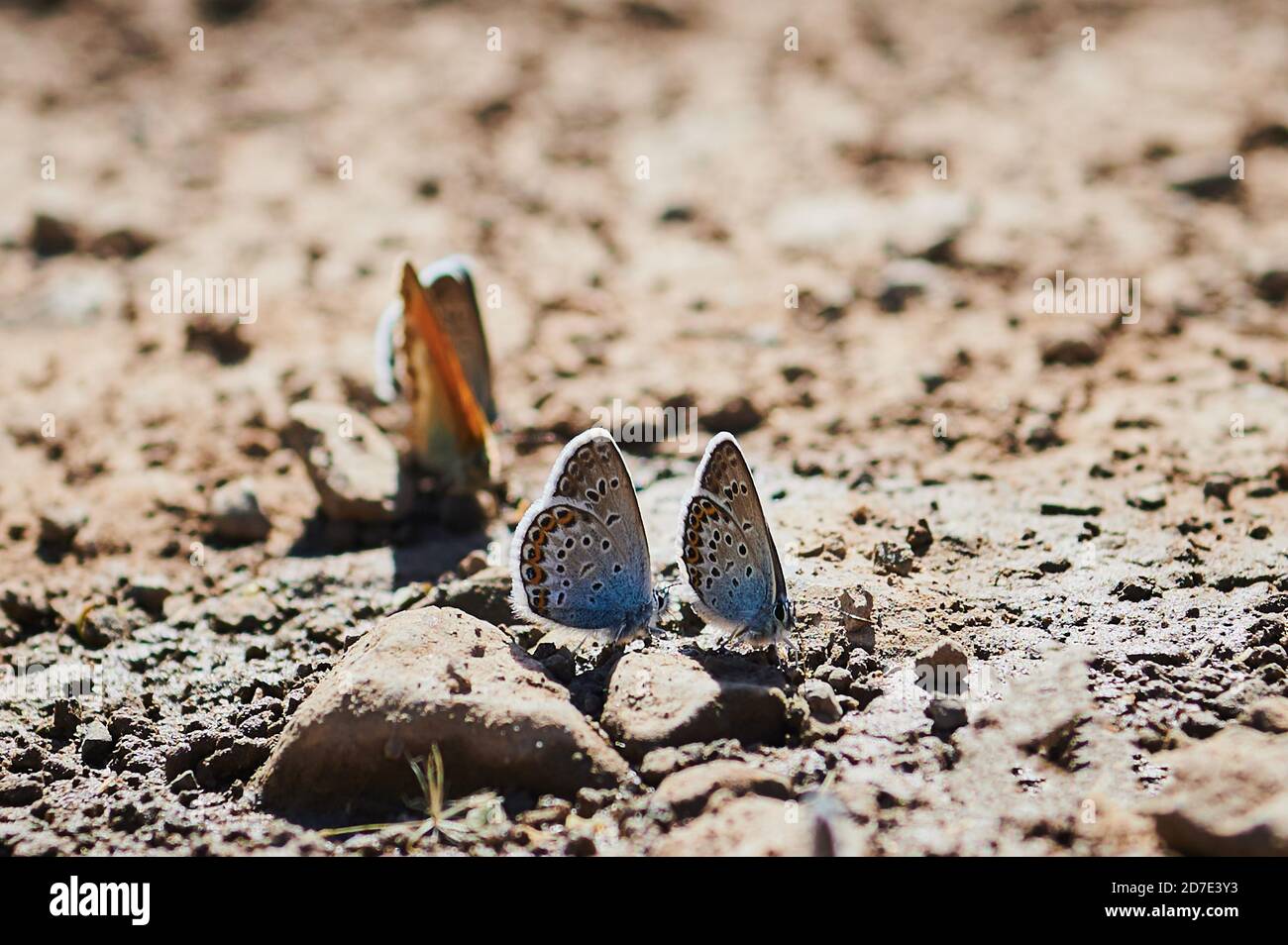 group of butterflies posed on the wet earth Stock Photo - Alamy