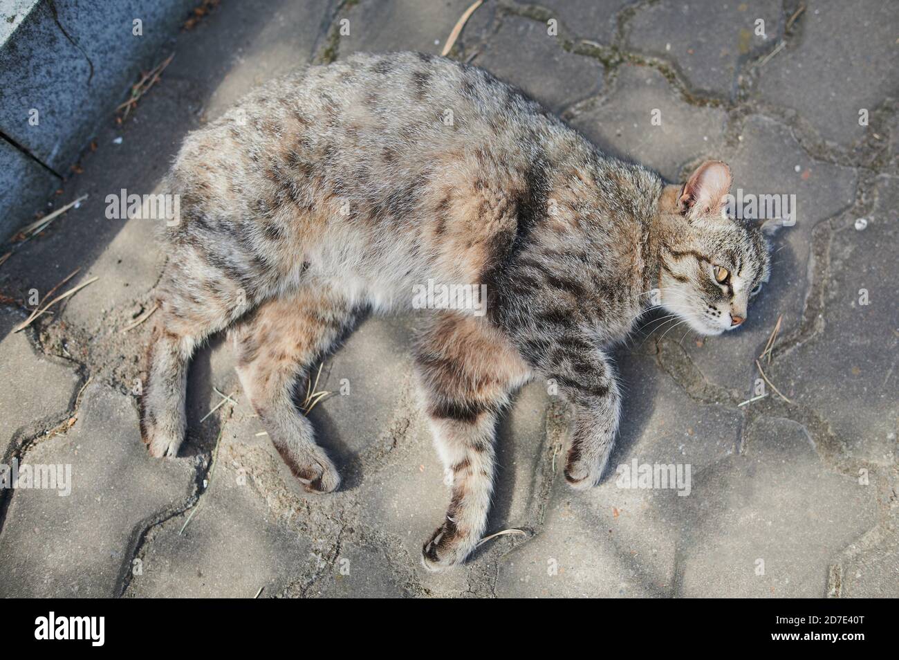Sleeping gray mackerel cat tabby with striped pattern sitting in the ...