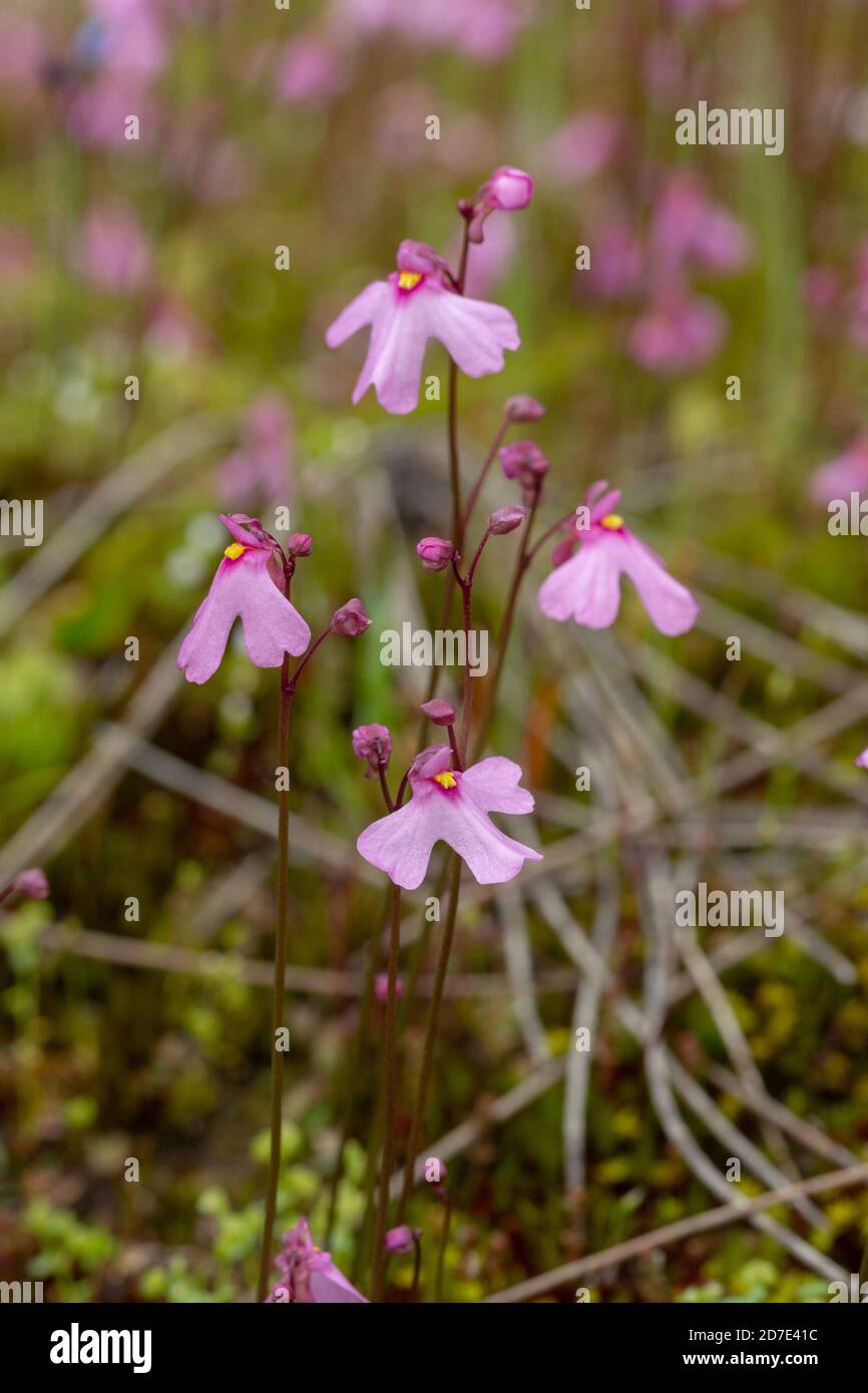 Utricularia multifida hi-res stock photography and images - Alamy