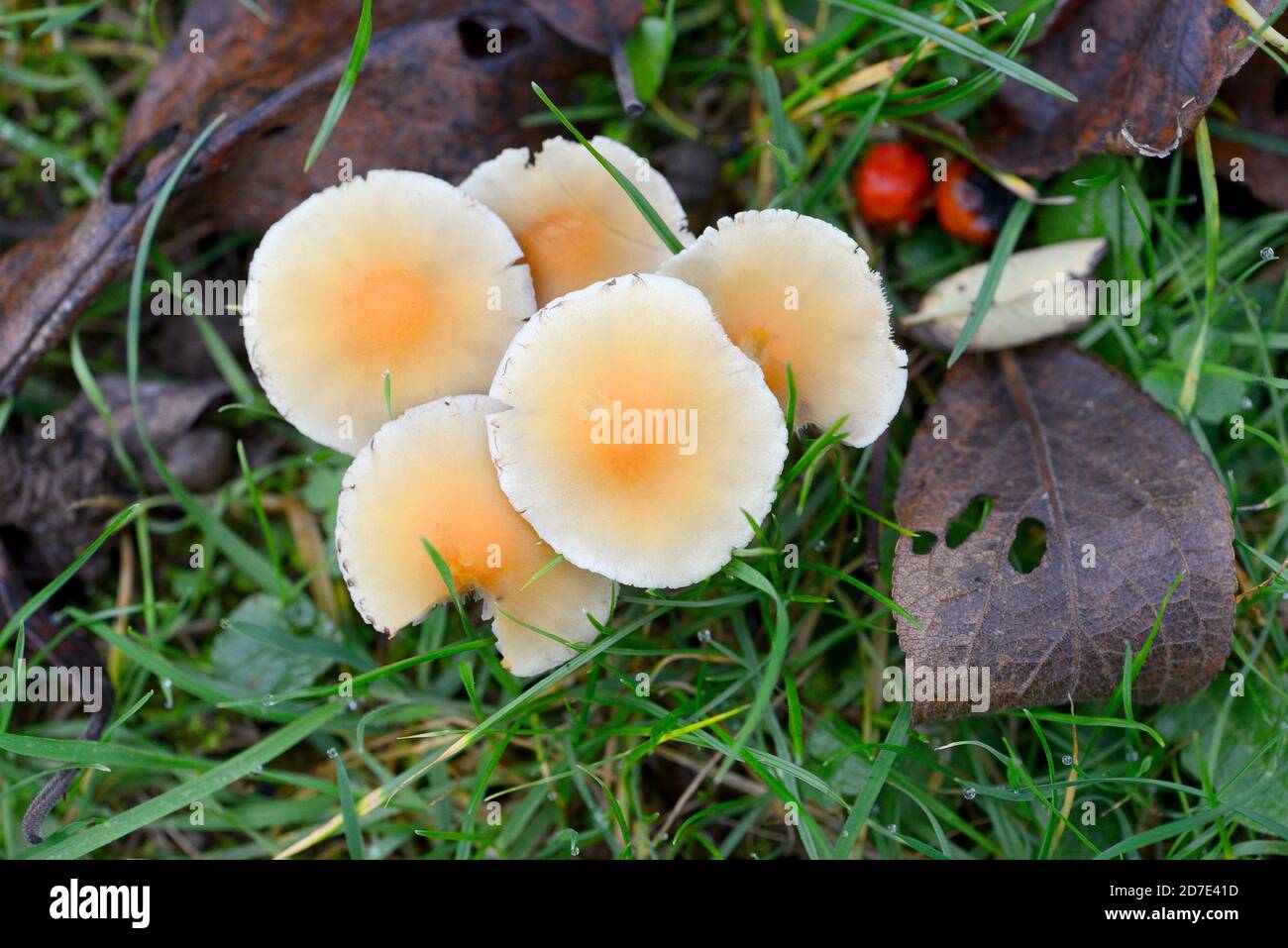 Honey Fungus / Bootlace Fungus (Armillaria mellea) growing on tree ...