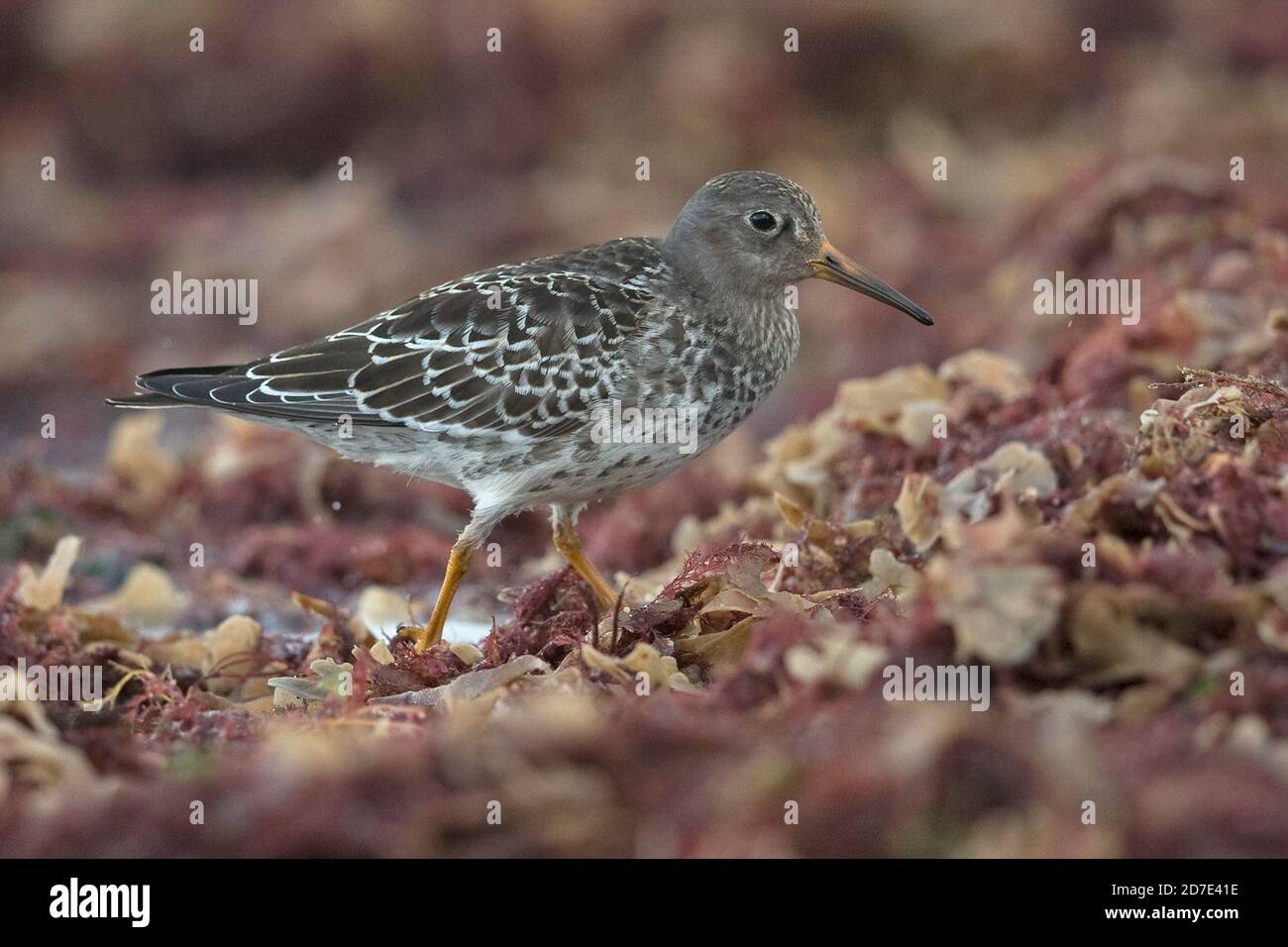 Purple Sandpiper (Calidris maritima Stock Photo - Alamy