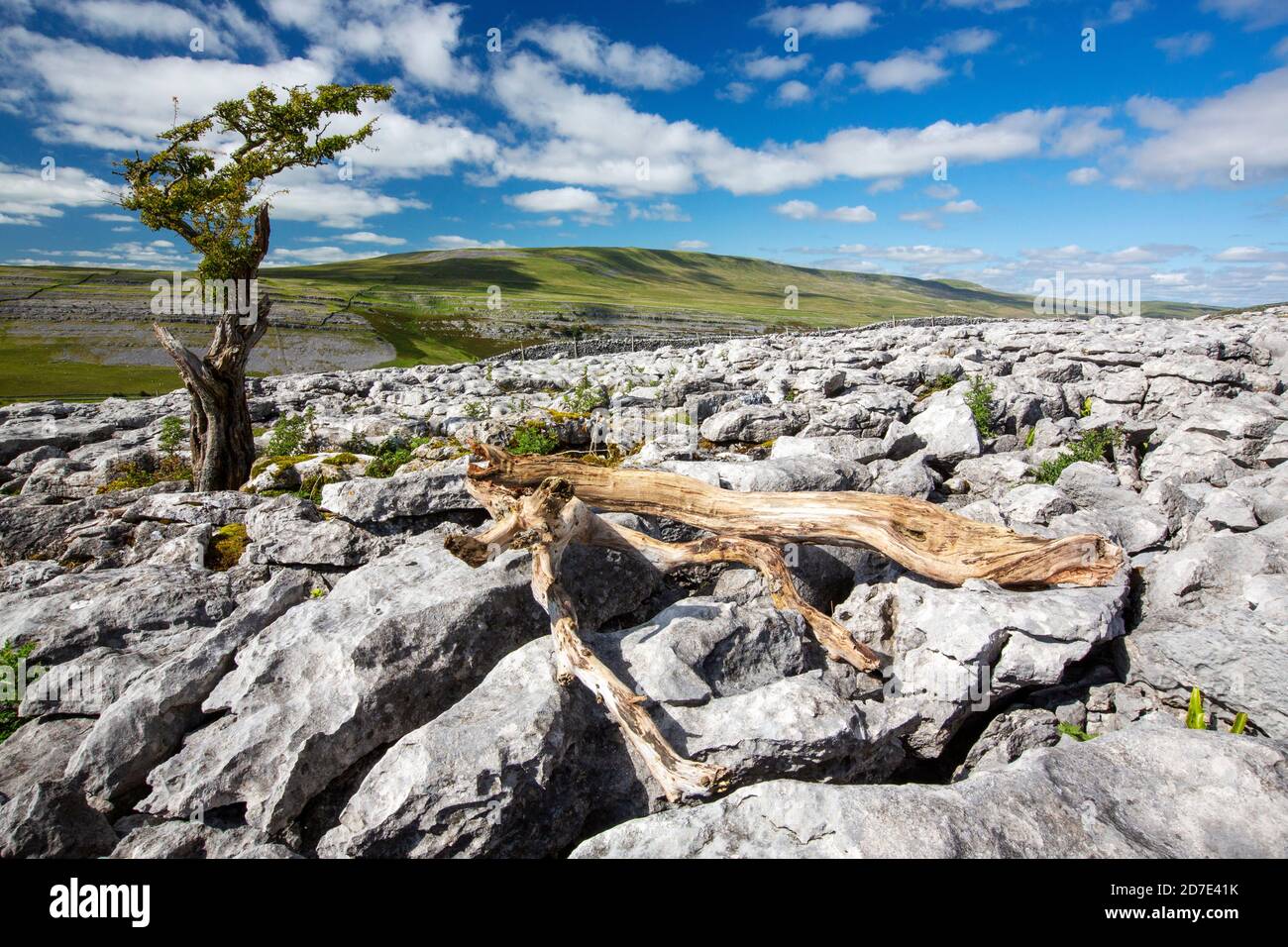 Wind blown hawthorn tree hi-res stock photography and images - Alamy