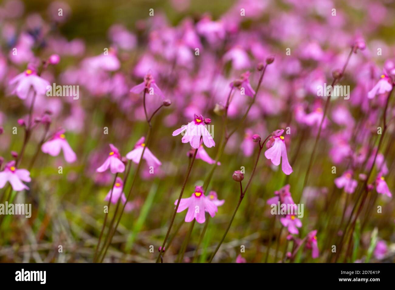 Utricularia multifida hi-res stock photography and images - Alamy