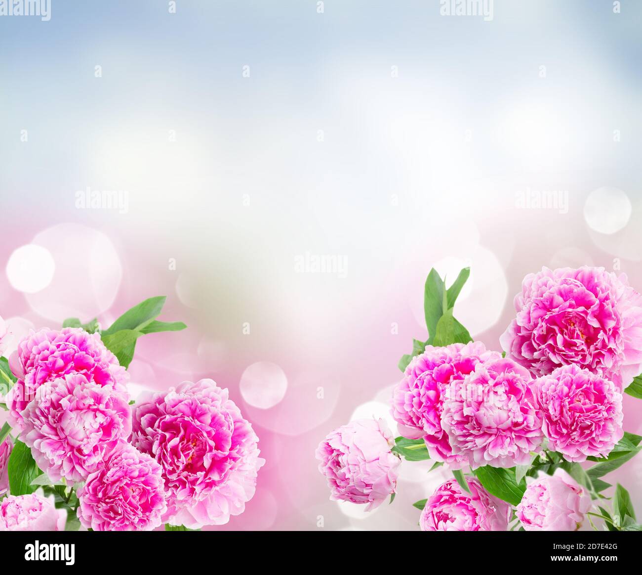 pink peonies border Stock Photo - Alamy