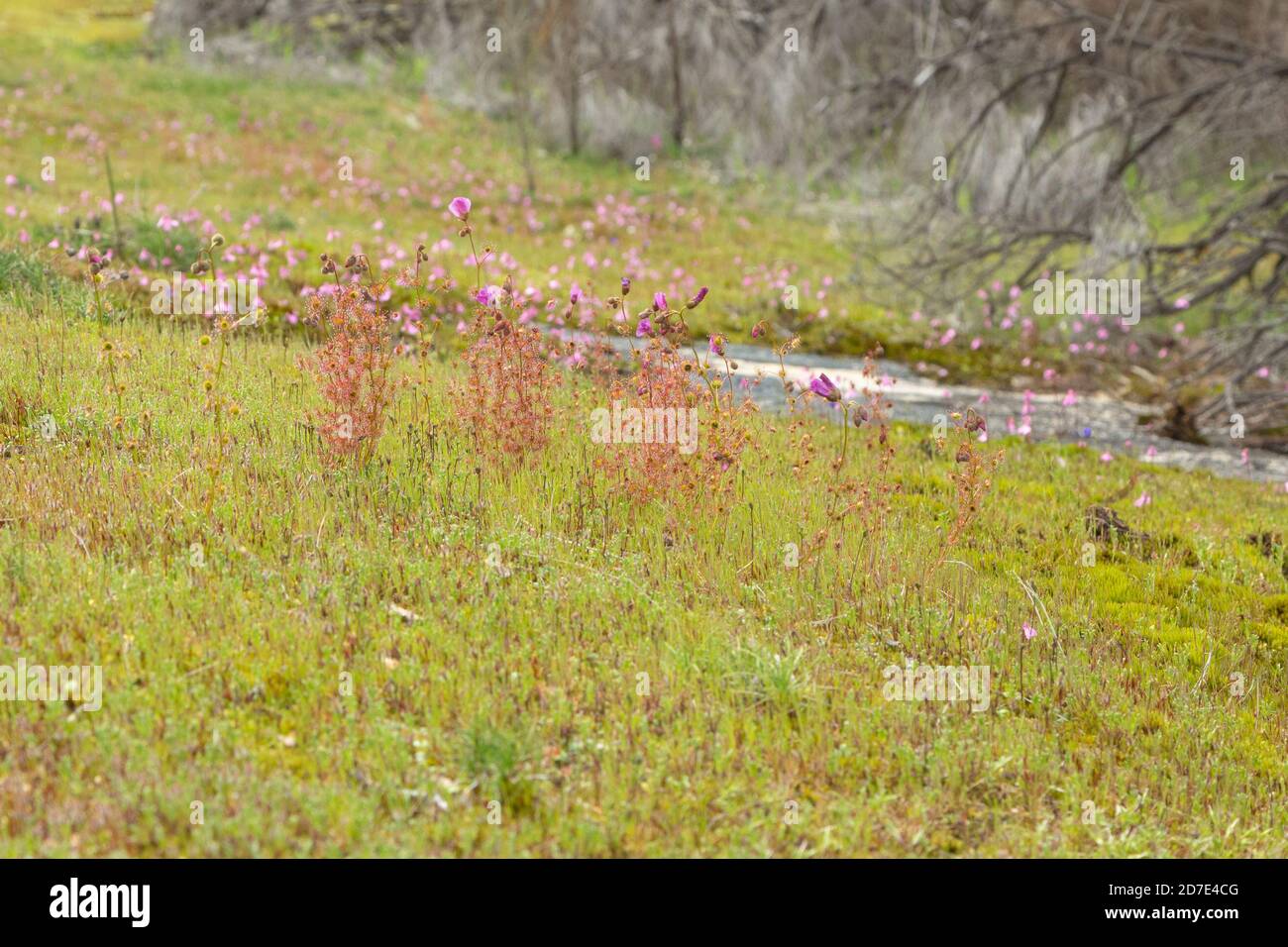 Pingelly western australia hi-res stock photography and images - Alamy