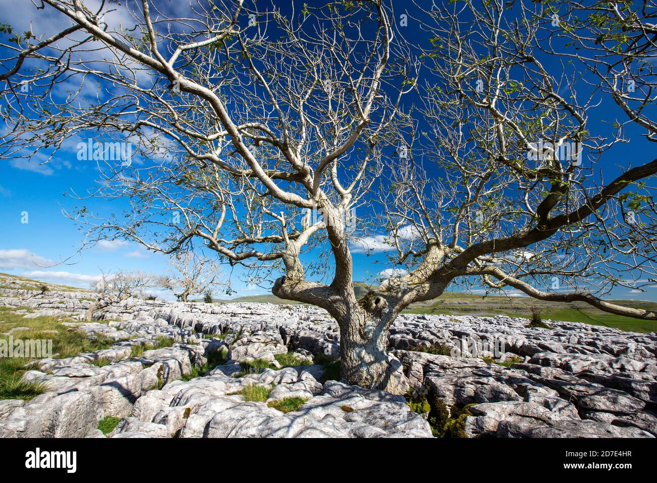 Ash Trees dying from Ash dieback on limestone pavement on Twisleton ...