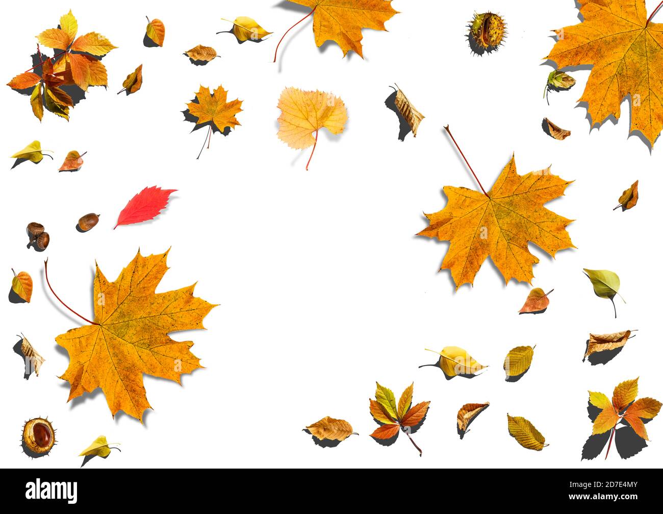 Collection of autumn leaves on white background Stock Photo - Alamy