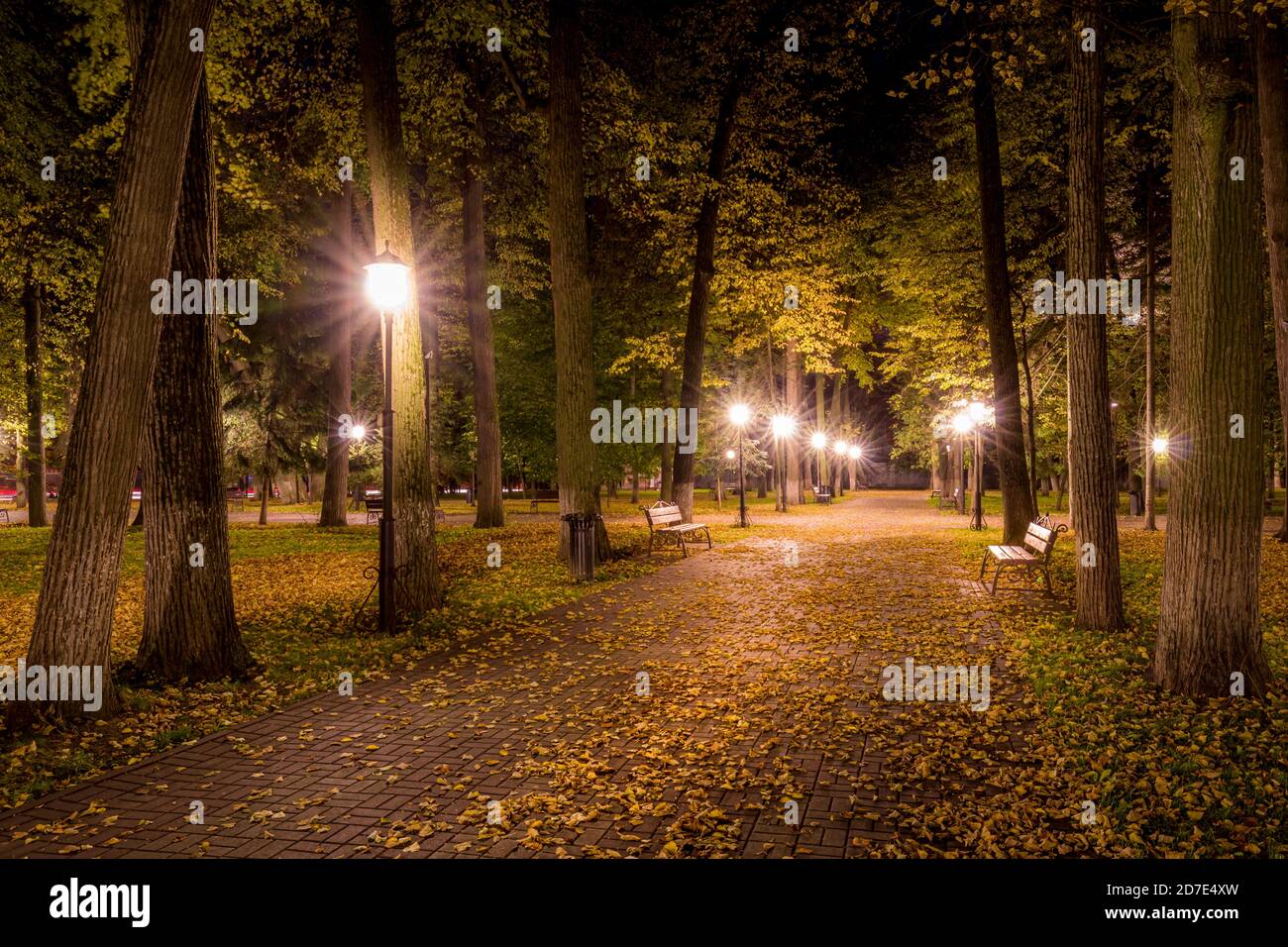 Night fall leaves hi-res stock photography and images - Alamy