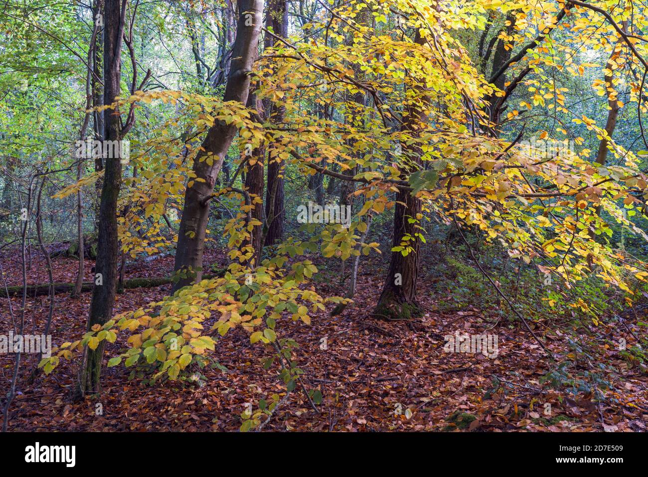 Autumn woodland (Bramdean Stock Photo - Alamy