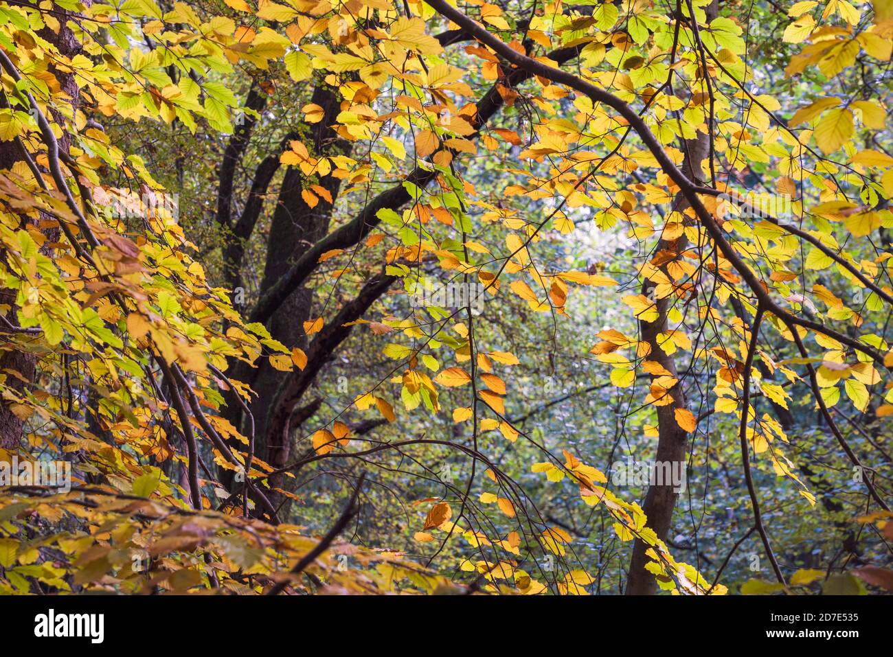 Autumn woodland (Bramdean Stock Photo - Alamy