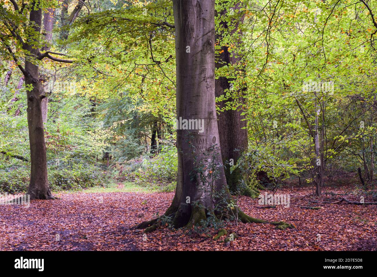 Bramdean hi-res stock photography and images - Alamy