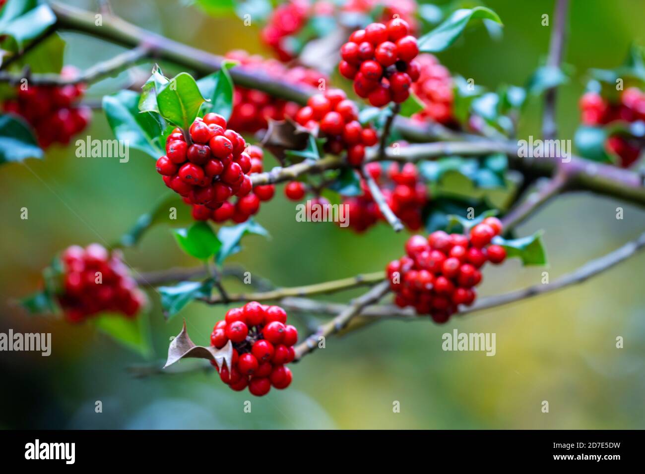 Bright red holly berries hi-res stock photography and images - Alamy