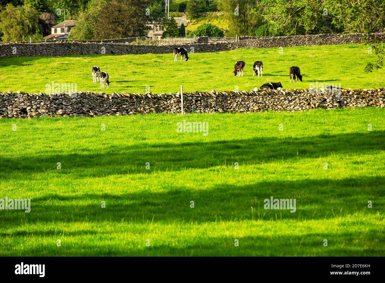 Cows in Wharfe, Austwick Yorkshire Dales, UK Stock Photo - Alamy
