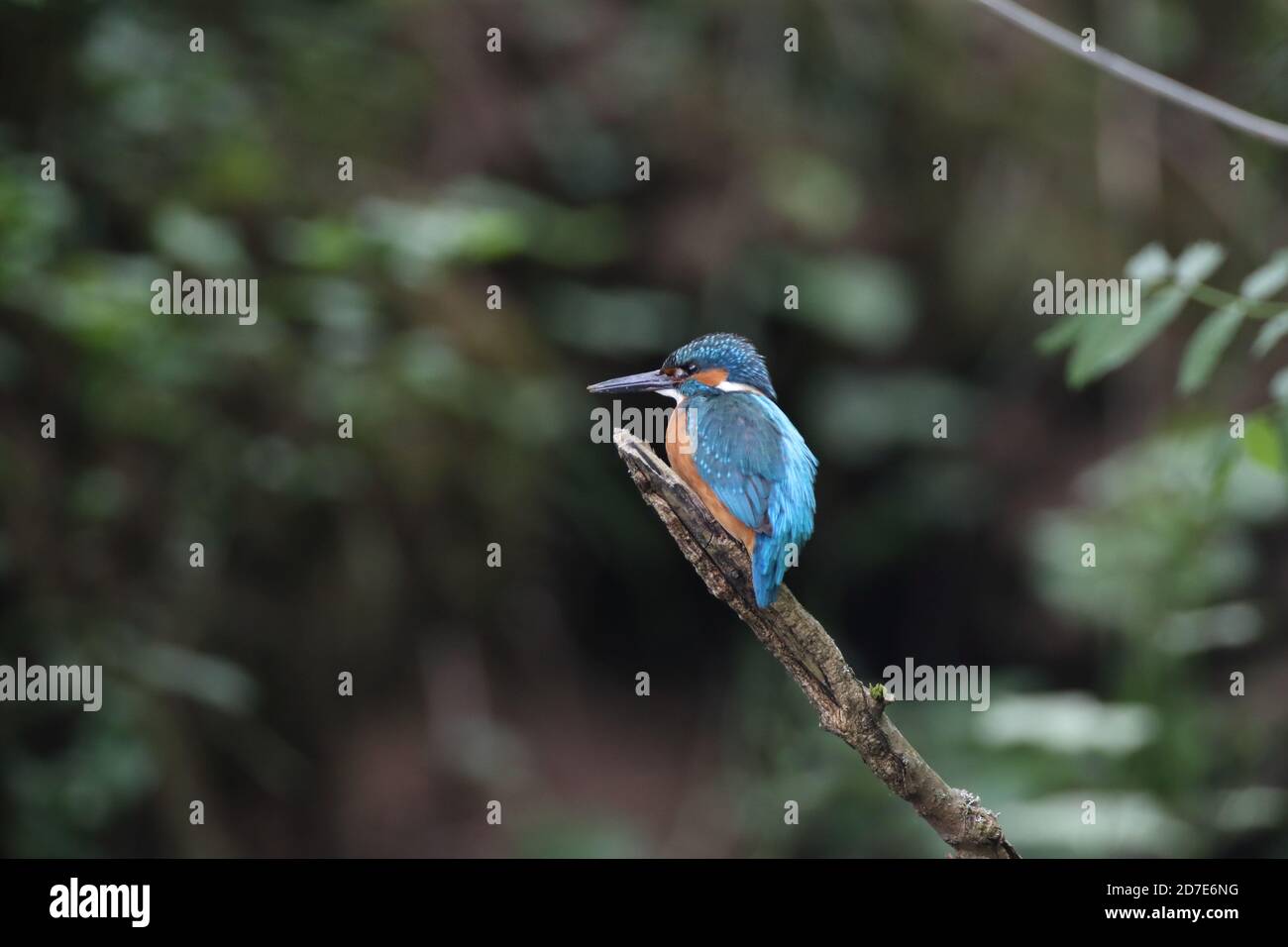 Common Kingfisher (Alcedo atthis), Eurasian kingfisher Stock Photo - Alamy