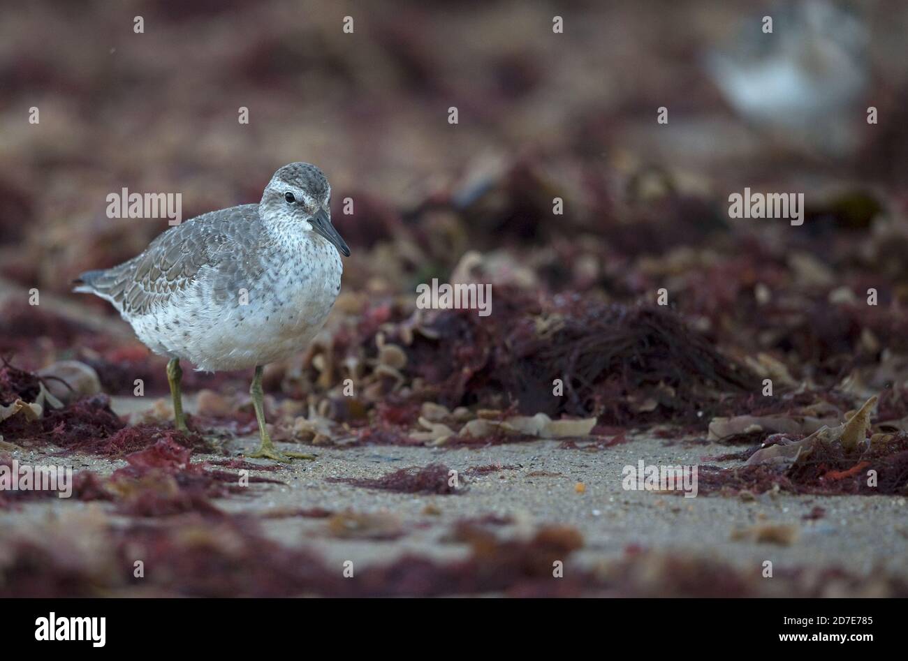 Knot (Calidris canutus Stock Photo - Alamy