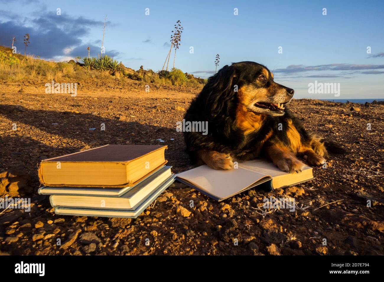 Reading a book with her labrador hi-res stock photography and images ...