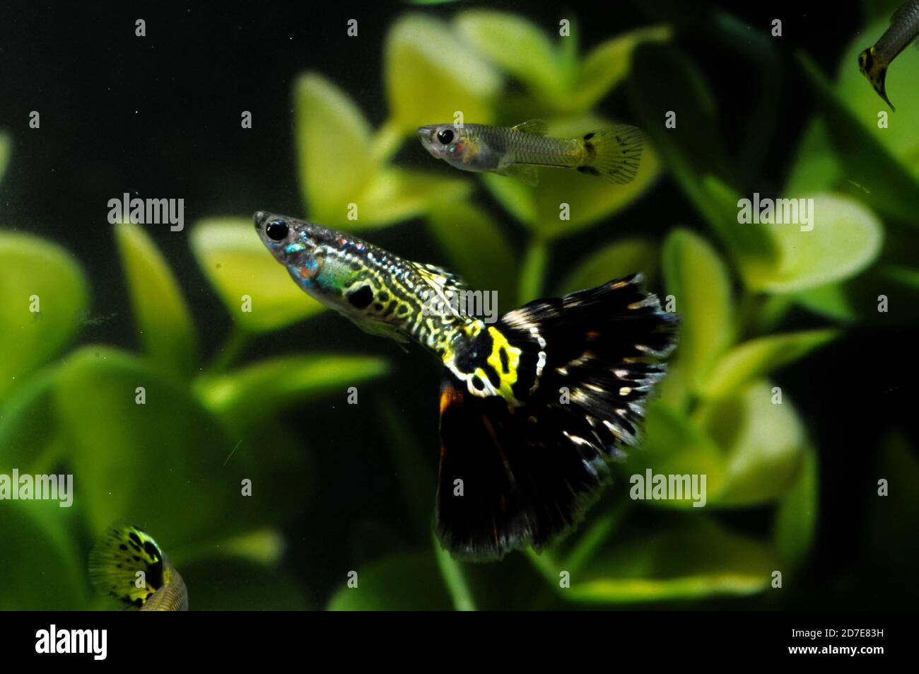 Guppy Multi Colored Fish Stock Photo - Alamy