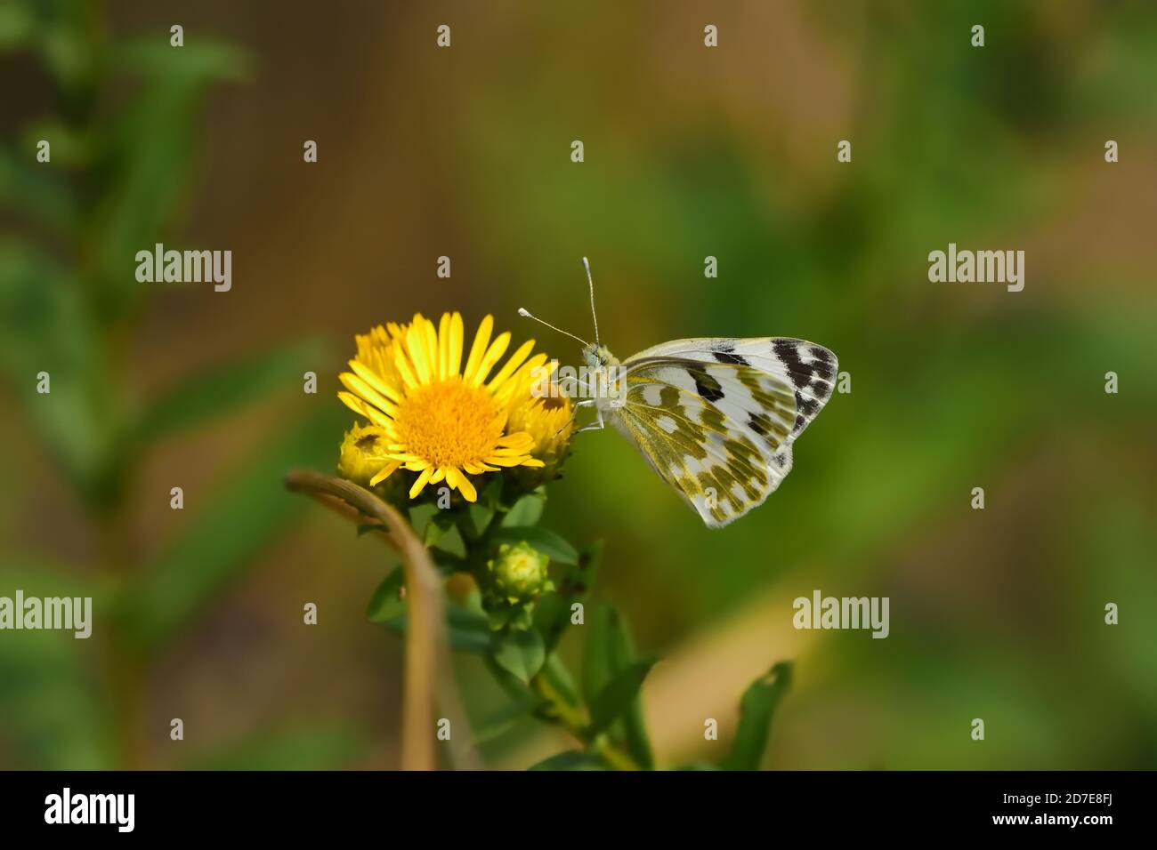 Isolated specimen of butterfly Pontia edusa, eastern Bath white, is a ...