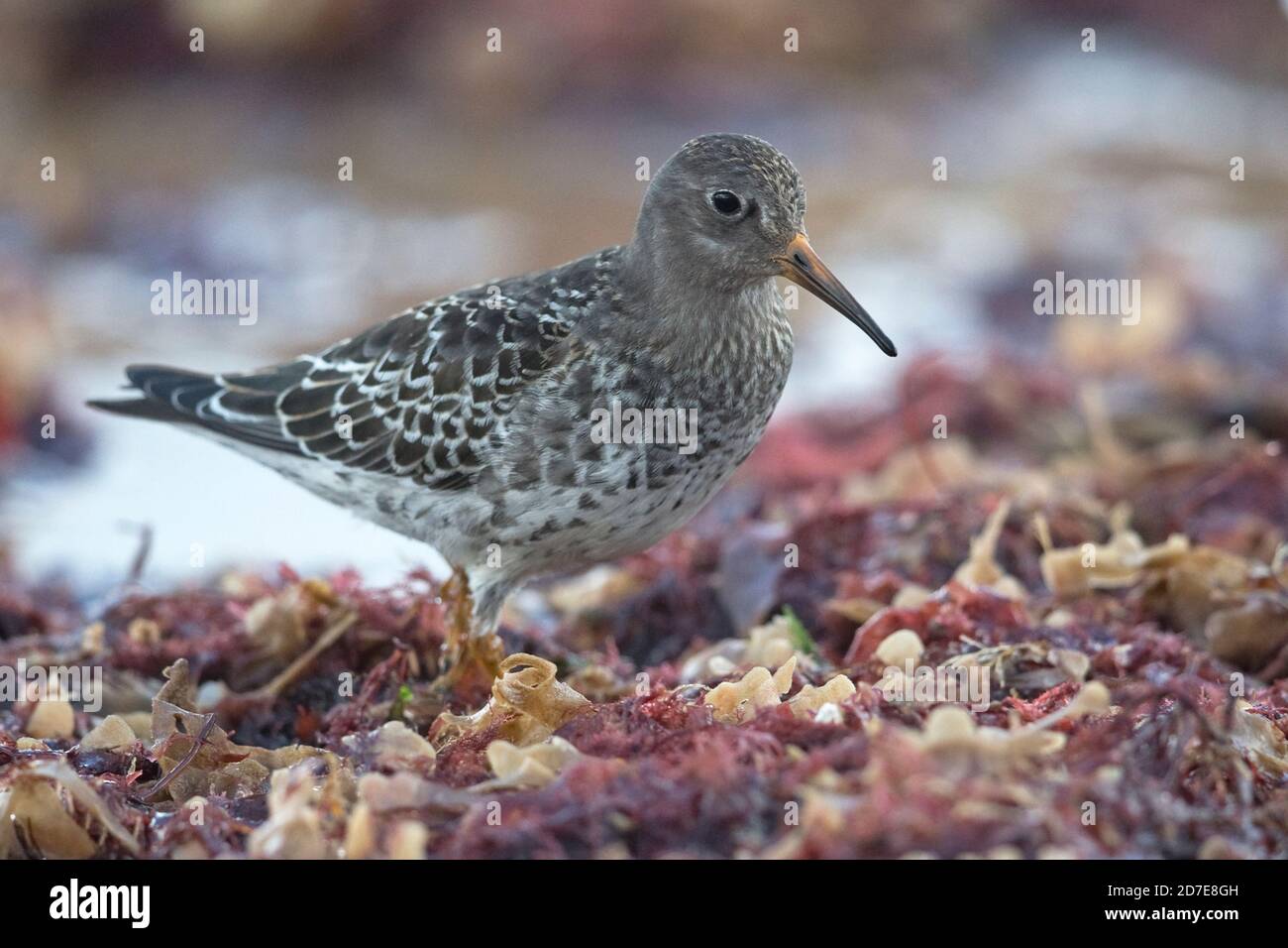 Purple Sandpiper (Calidris maritima Stock Photo - Alamy