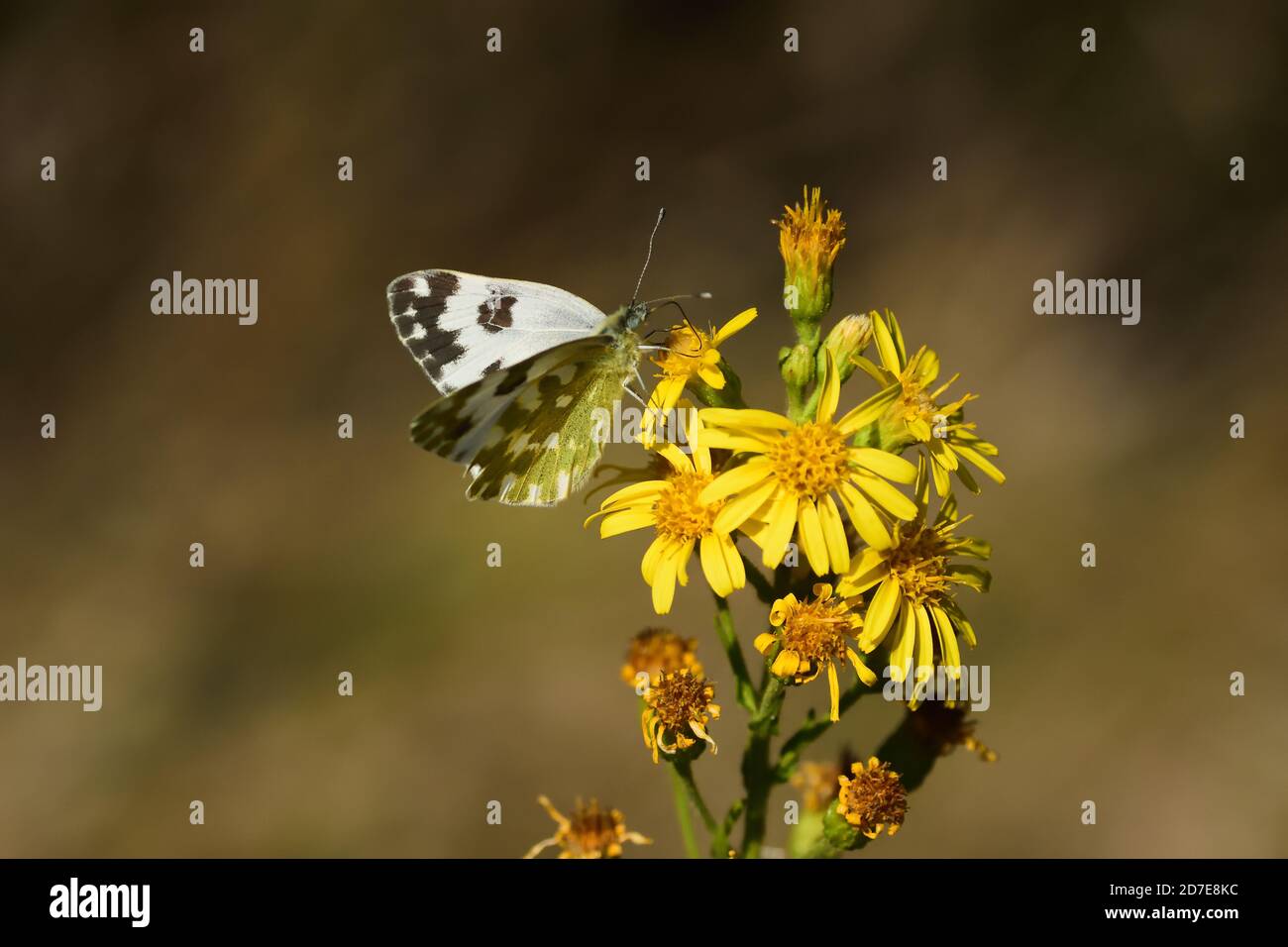 Isolated specimen of butterfly Pontia edusa, eastern Bath white, is a ...