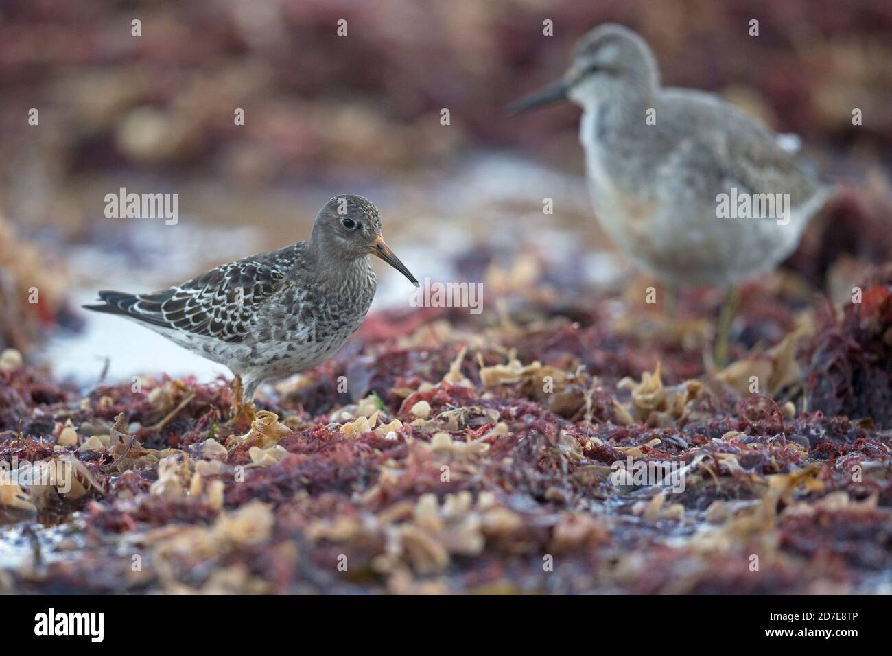 Purple knot hi-res stock photography and images - Alamy