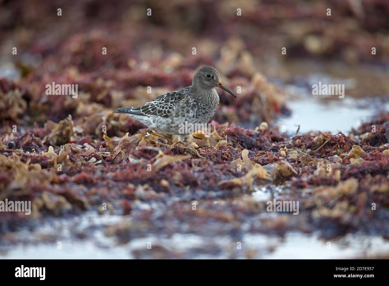 Purple Sandpiper Uk Winter High Resolution Stock Photography and Images ...