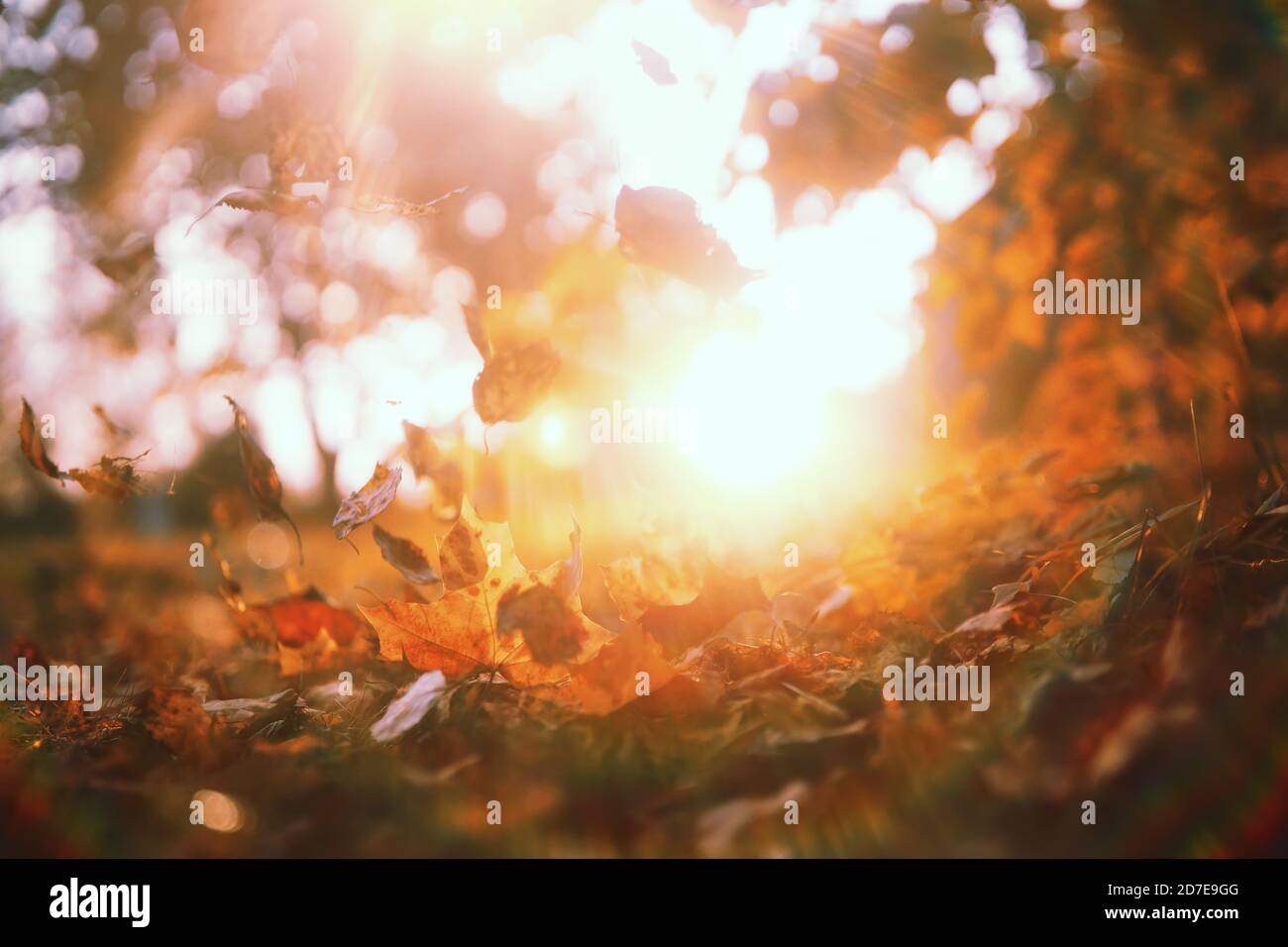 End of summer warm season in the park Stock Photo - Alamy