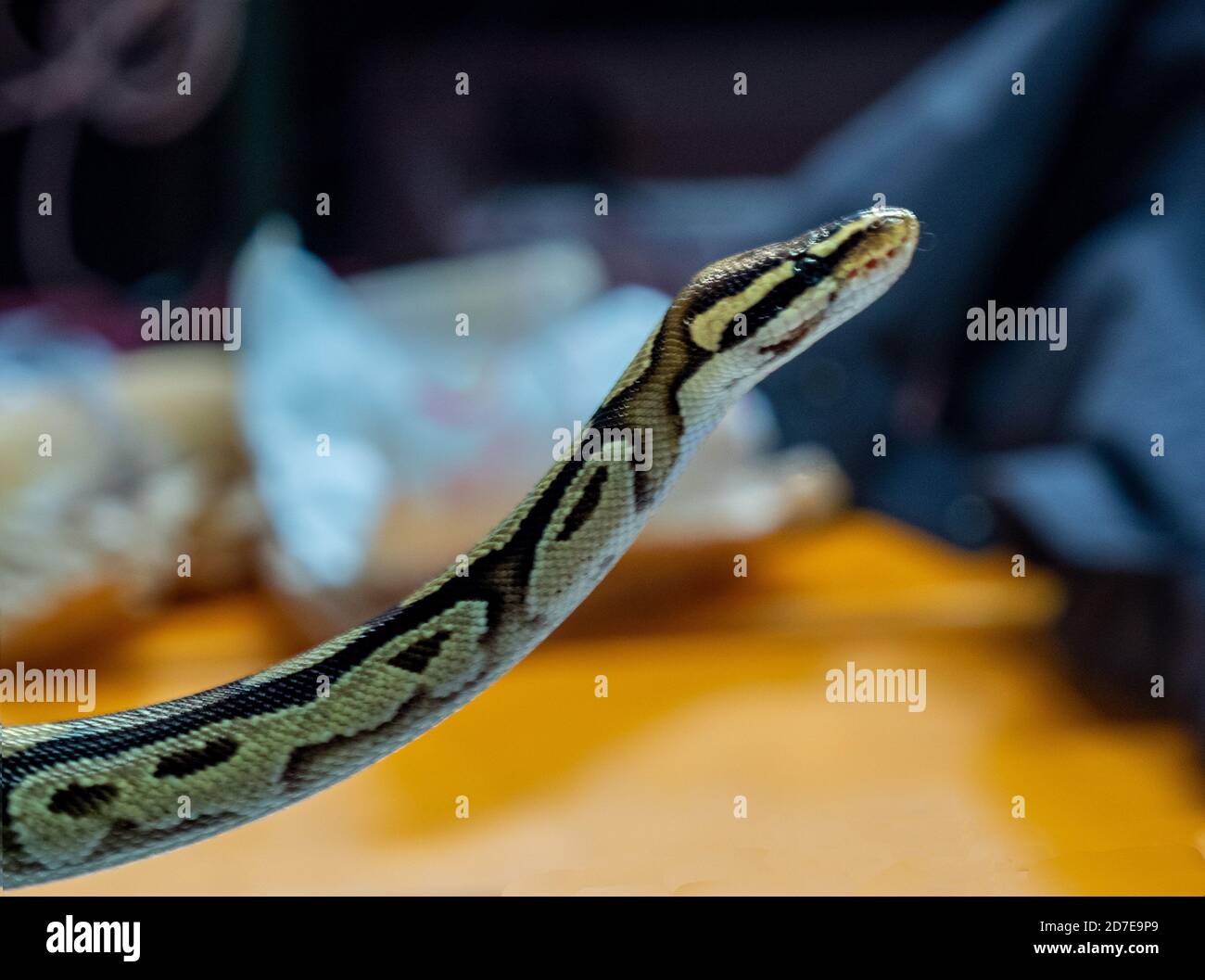 closeup of boa constrictor snake with brightly colored livery Stock ...