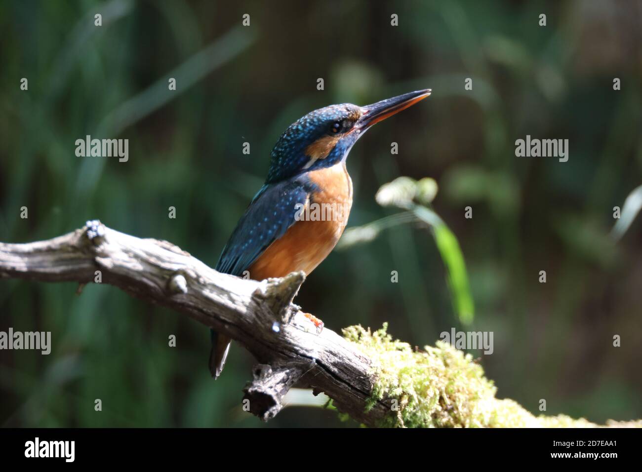 Common Kingfisher (Alcedo atthis), Eurasian kingfisher Stock Photo - Alamy