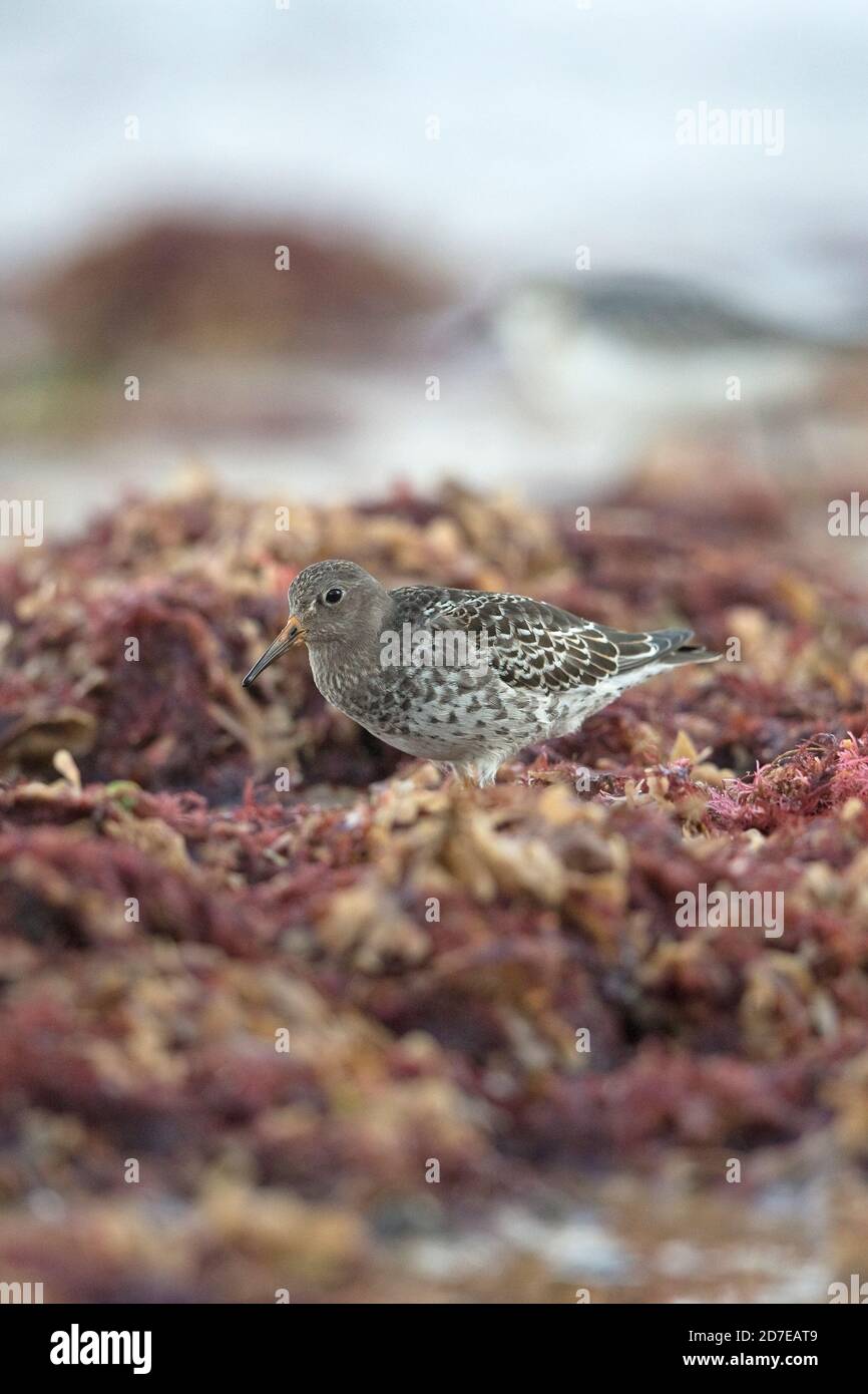 Purple Sandpiper Winter Plumage High Resolution Stock Photography and ...