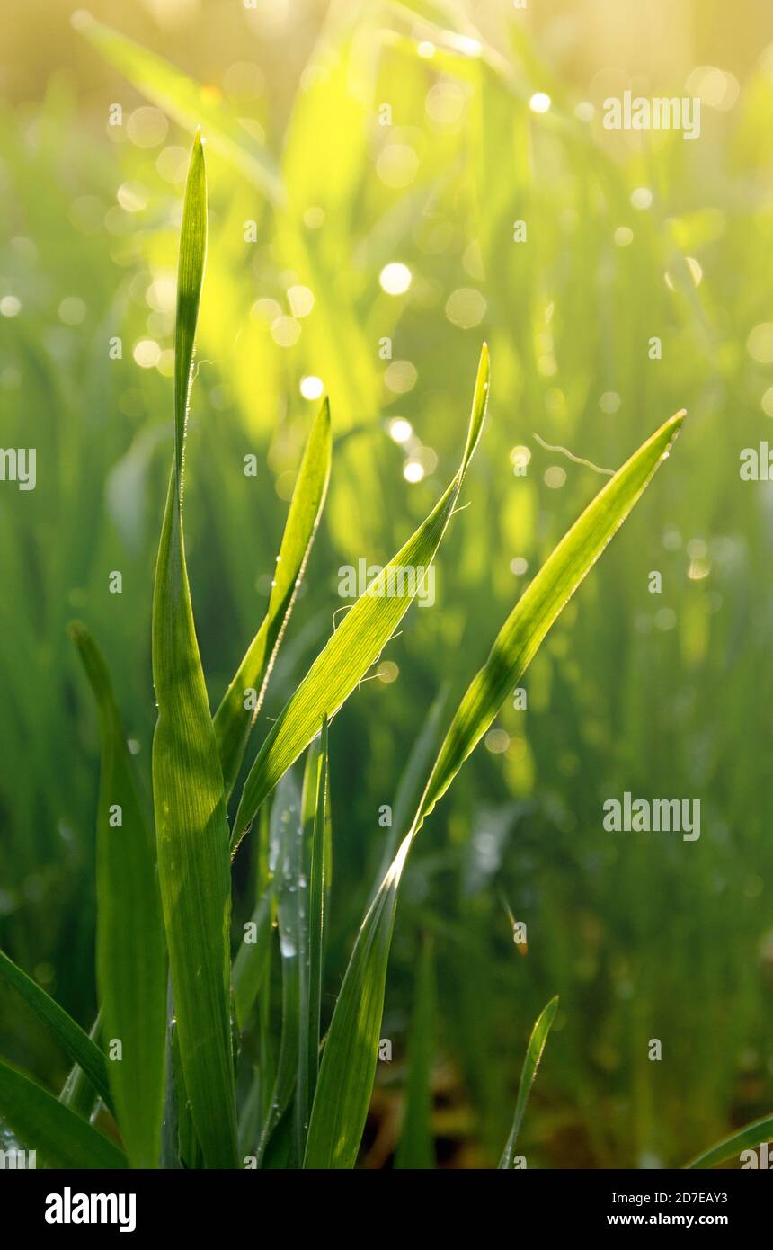 Grass freshness hi-res stock photography and images - Alamy