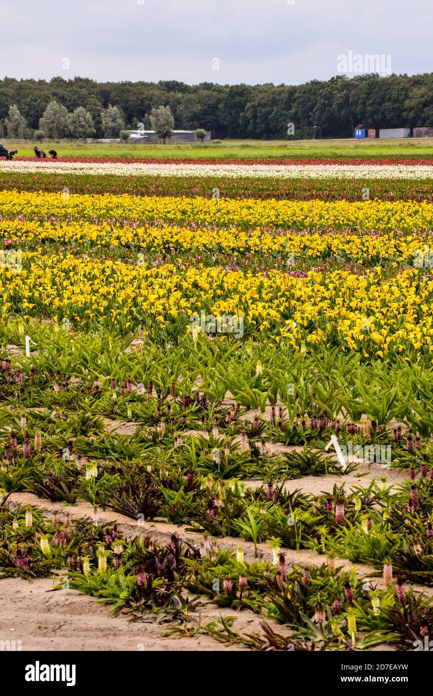 Calla garden field cultivation Stock Photo - Alamy