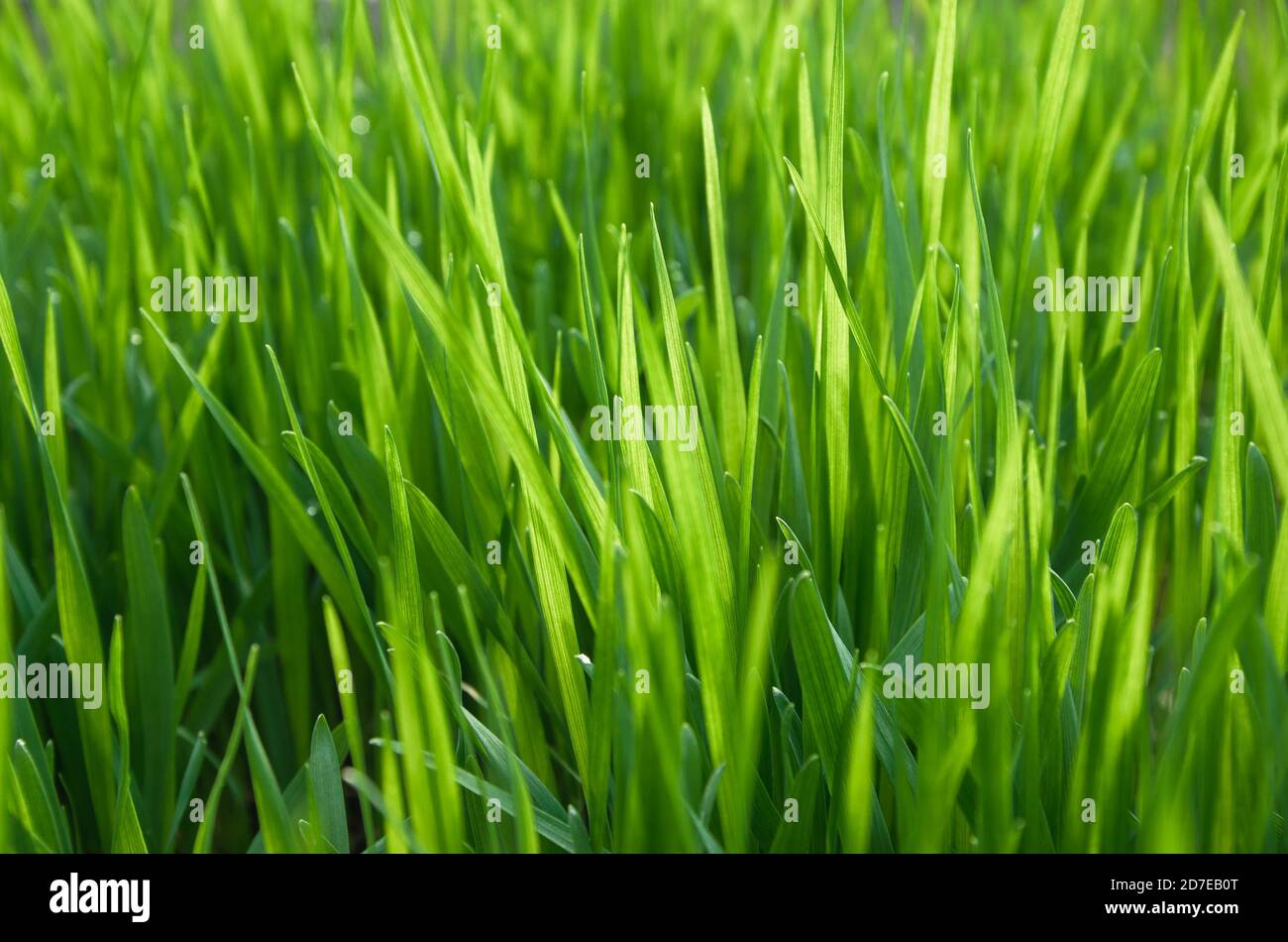 Grass freshness hi-res stock photography and images - Alamy