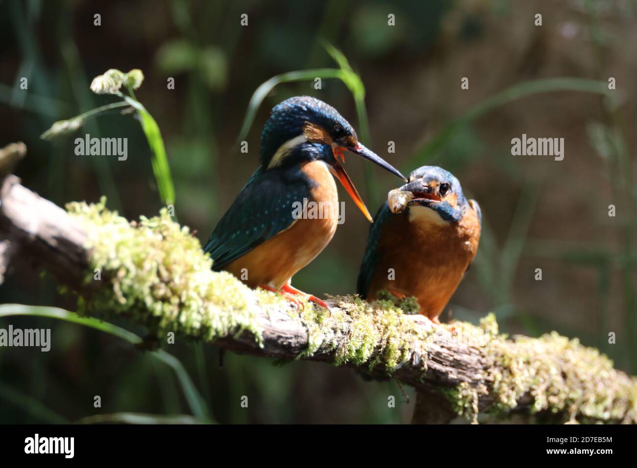 Common Kingfisher (Alcedo atthis), Eurasian kingfisher Stock Photo - Alamy