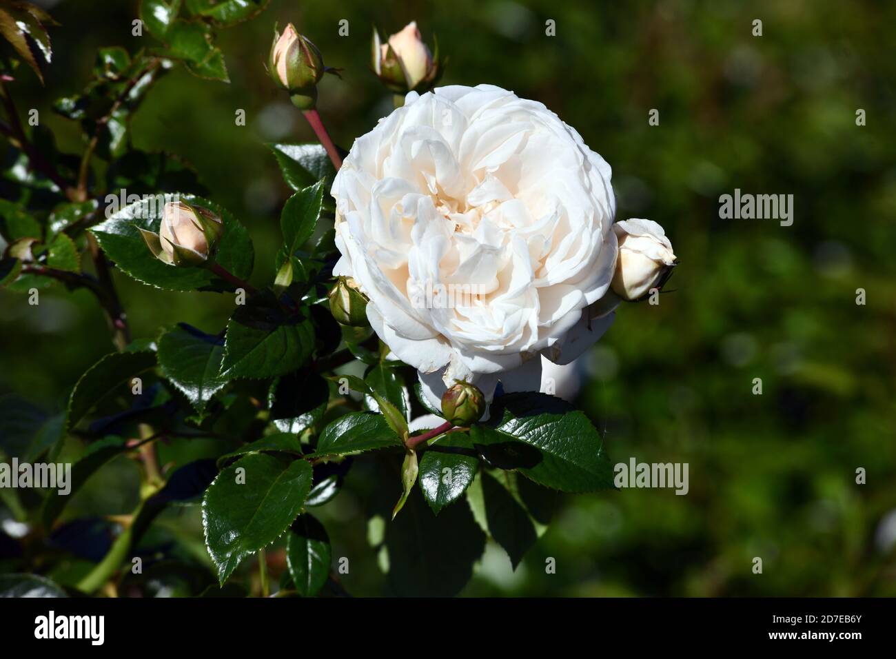 A white rose in the garden Stock Photo - Alamy