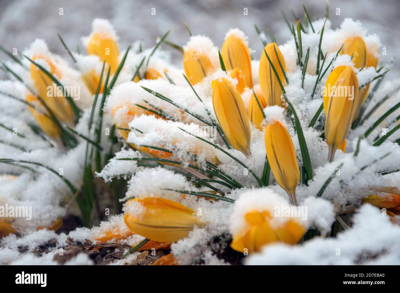 Snow covered yellow flower hi-res stock photography and images - Alamy