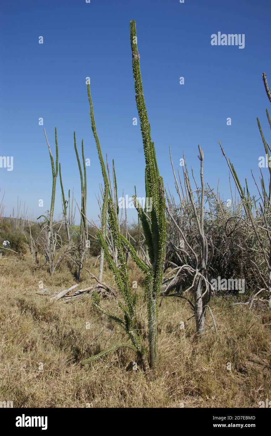 Prickly,thorny,spiny these amazing plants seem hostile but it is a ...