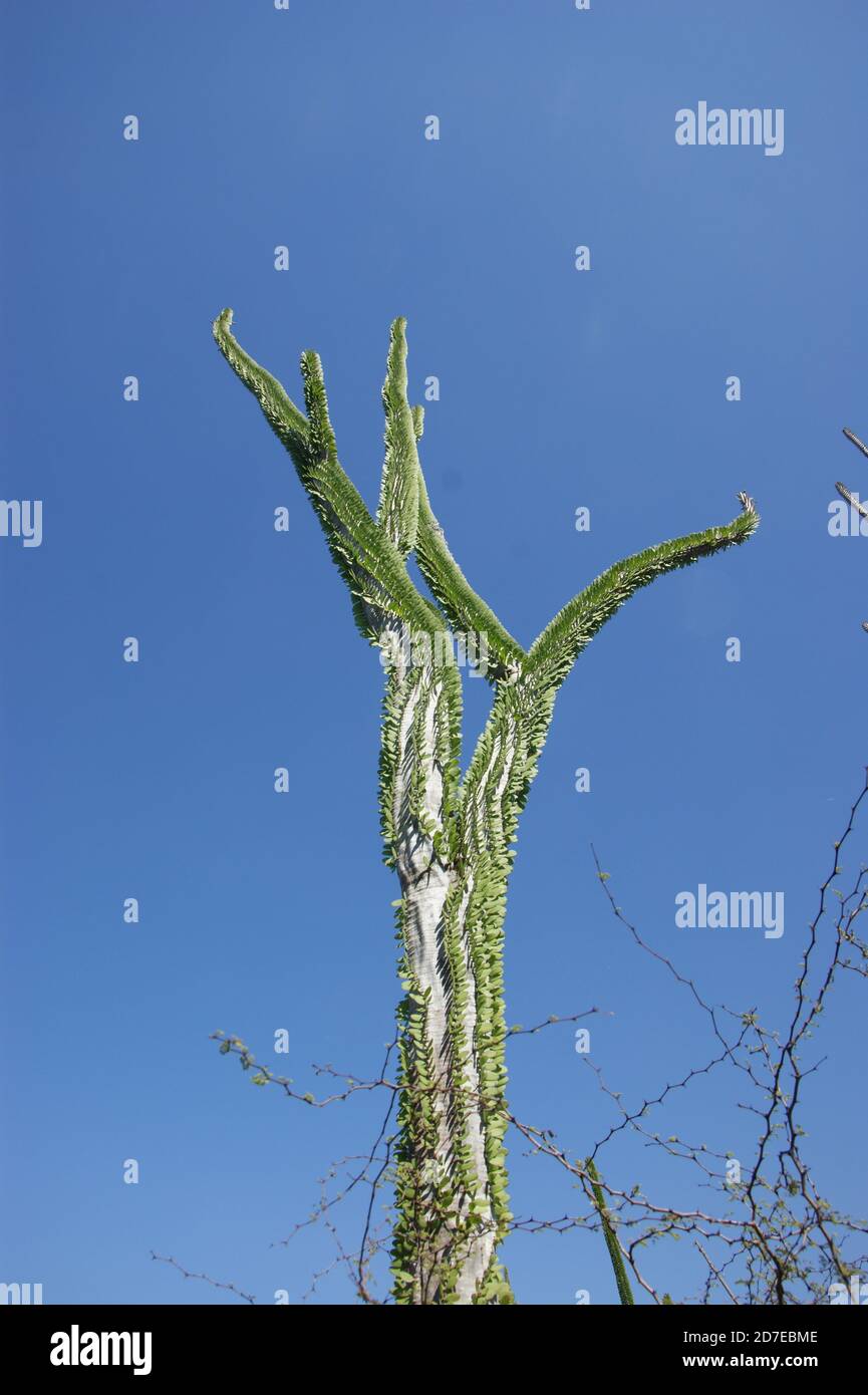 Prickly,thorny,spiny these amazing plants seem hostile but it is a ...