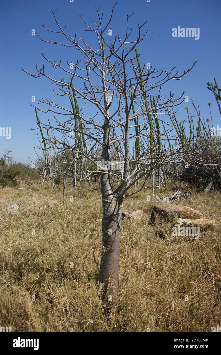 Prickly,thorny,spiny these amazing plants seem hostile but it is a ...