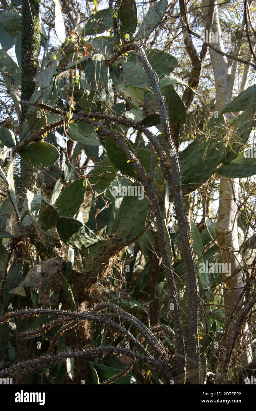 Prickly,thorny,spiny these amazing plants seem hostile but it is a ...