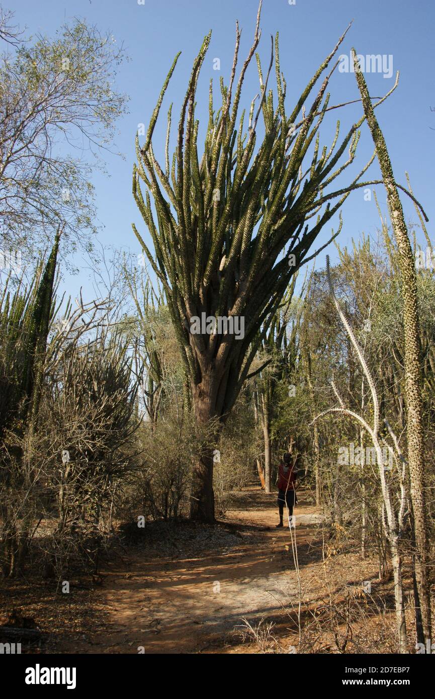 Prickly,thorny,spiny these amazing plants seem hostile but it is a ...