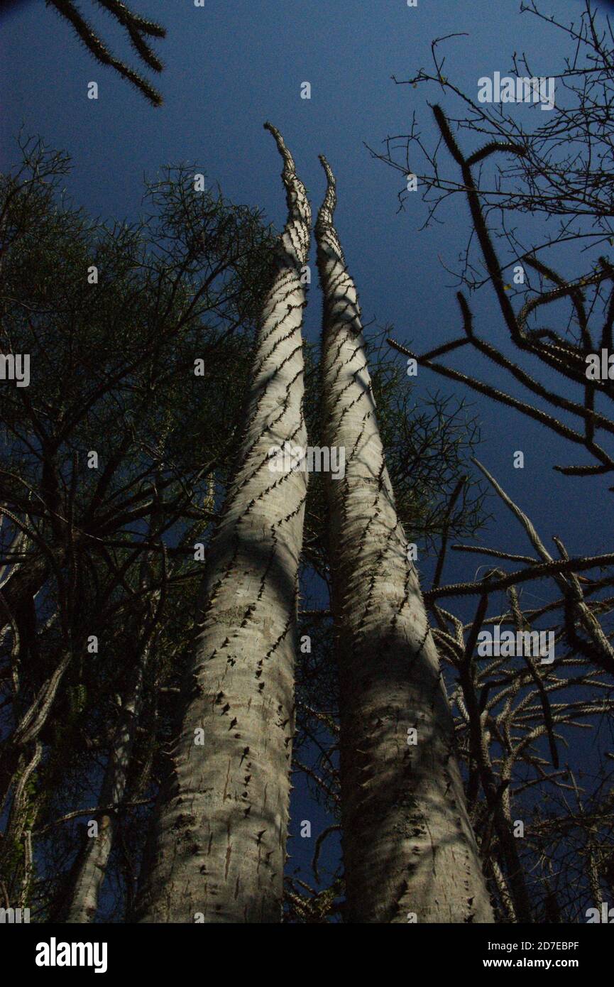 Prickly,thorny,spiny these amazing plants seem hostile but it is a ...